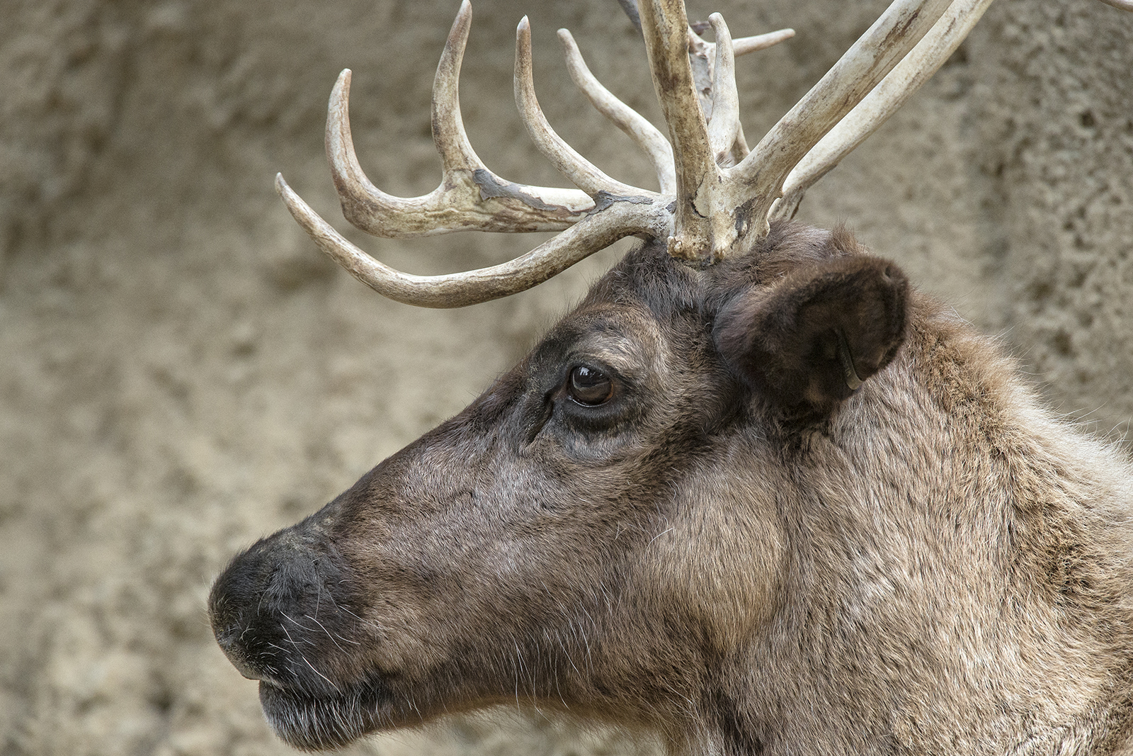10 Festive Reindeer Facts – San Diego Zoo Wildlife Alliance Stories
