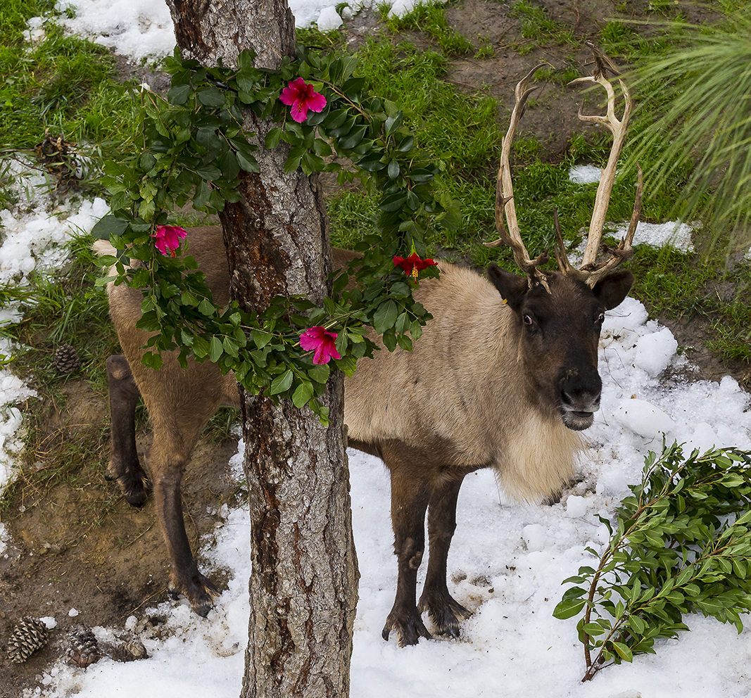 10 Festive Reindeer Facts – San Diego Zoo Wildlife Alliance Stories