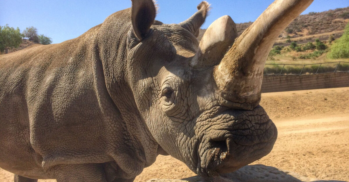 Feeling Better and Getting Her Nails Done: Northern White Rhino at ...