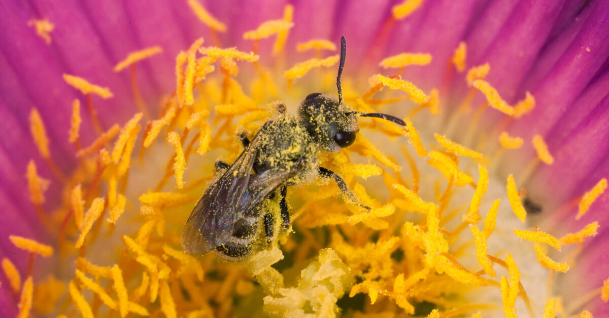 How to Build a Pollinator Garden – San Diego Zoo Wildlife Alliance Stories