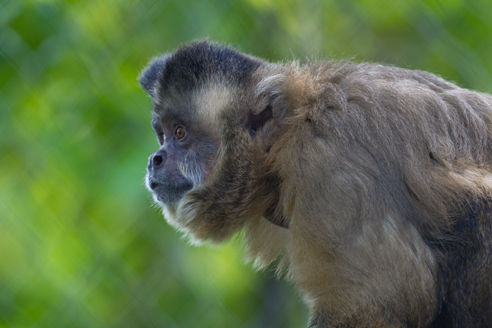 Wayward Capuchin Monkey Sent to a New Home to Find Friends – San Diego ...