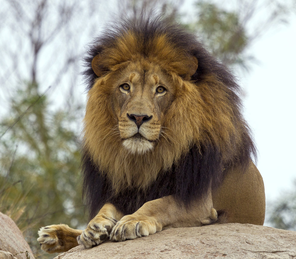 Mane-ly Lions – San Diego Zoo Wildlife Alliance Stories
