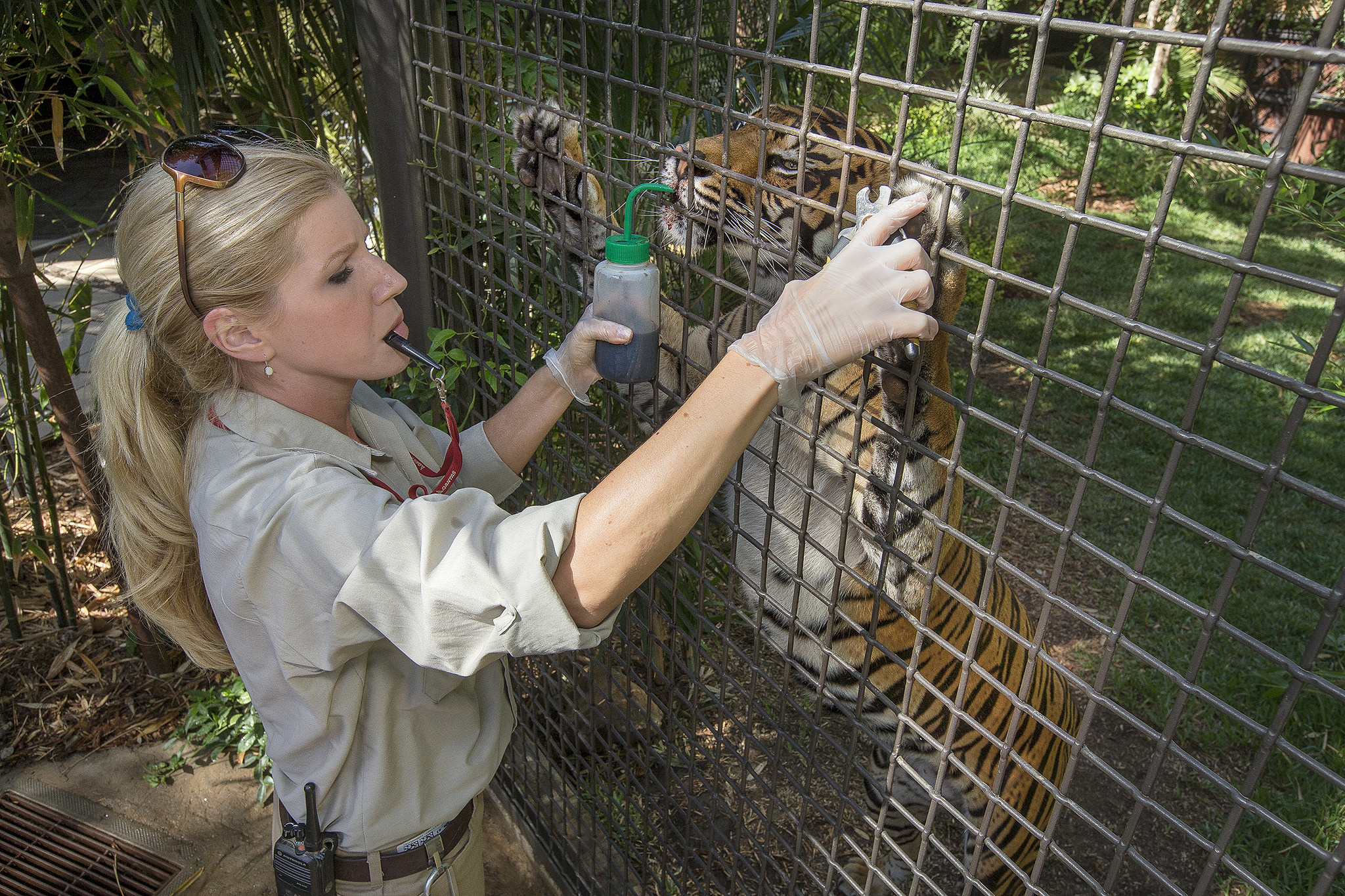 Training Big Cats – San Diego Zoo Wildlife Alliance Stories
