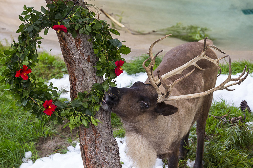 A Jolly Holiday Party for the San Diego Zoo’s Reindeer – San Diego Zoo ...