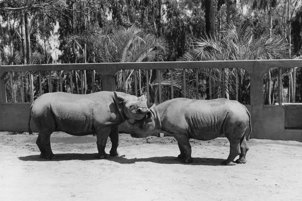Centennial Throwback: When Sally Met Barney – San Diego Zoo Wildlife ...