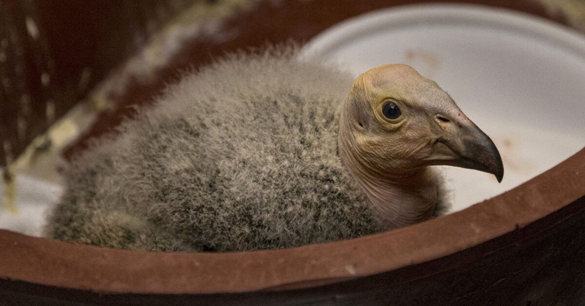 California Condor Chick Hatched at Chapultepec Zoo in Mexico City – San ...