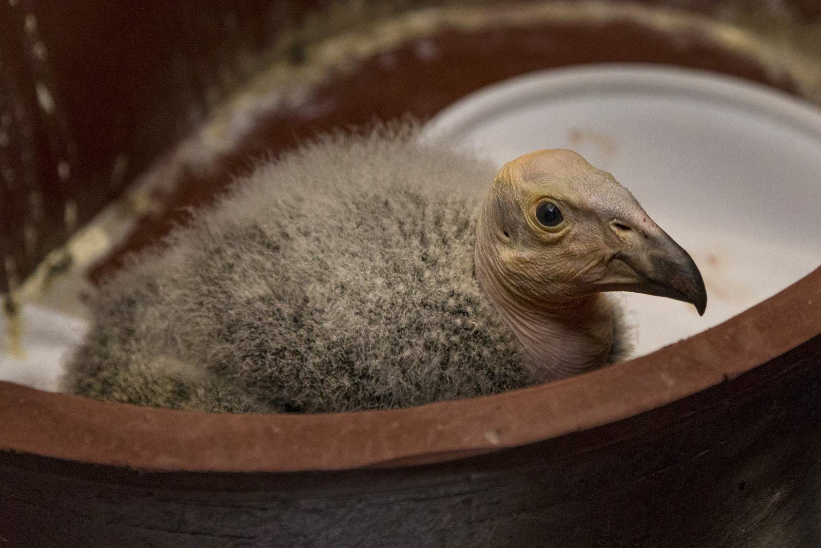 California Condor Chick Hatched at Chapultepec Zoo in Mexico City – San ...