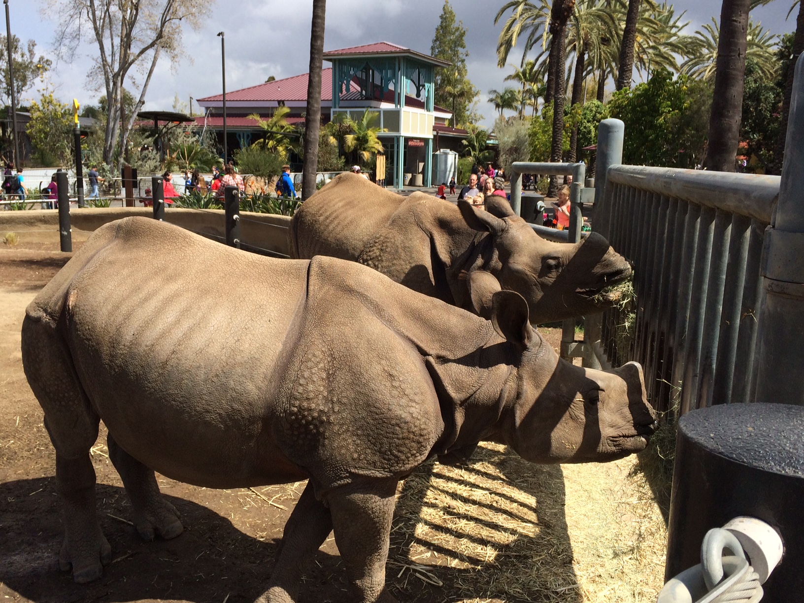 A Blossoming Rhino “Bromance” – San Diego Zoo Wildlife Alliance Stories