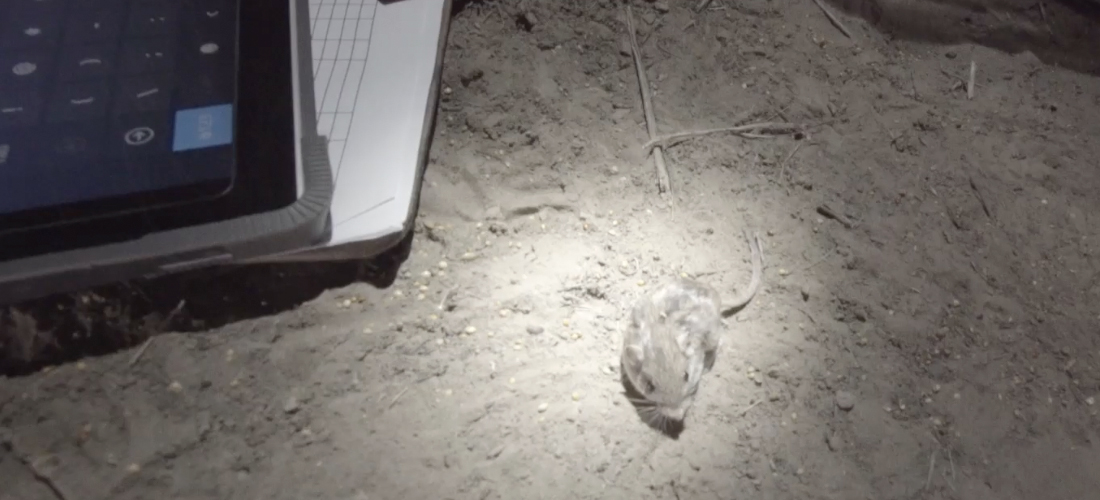 Released Pacific Pocket Mice Ace Health Checks – San Diego Zoo Wildlife ...