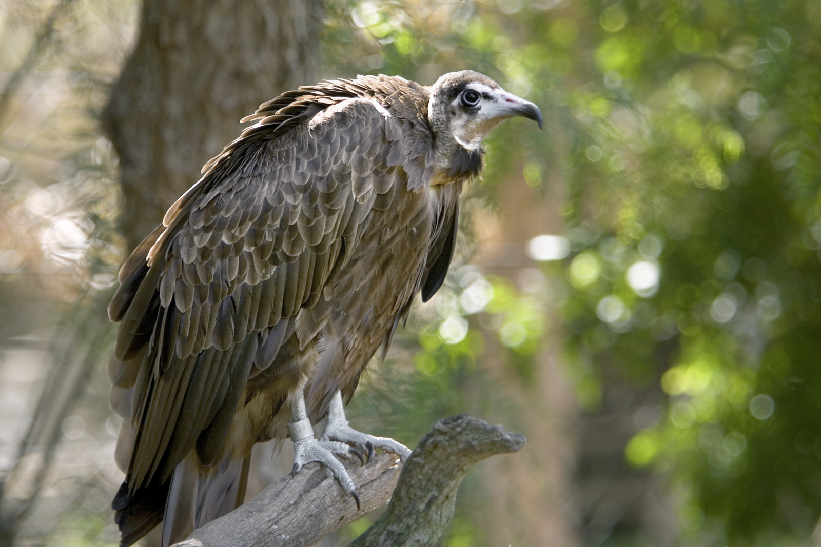 Raising the Hood: Hooded Vulture Breeding Program at the Park – San ...