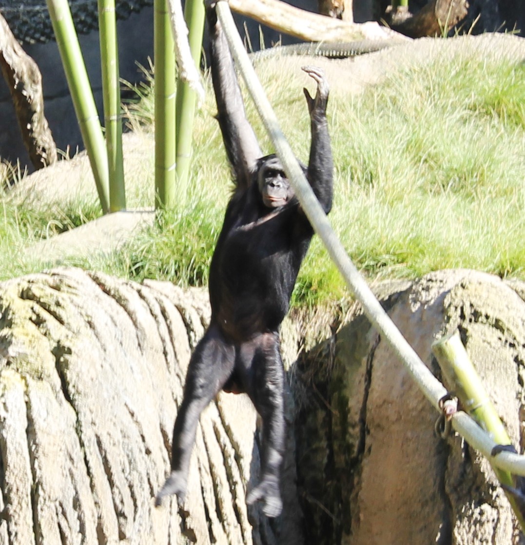 Fuzzy Helping Hands – San Diego Zoo Wildlife Alliance Stories