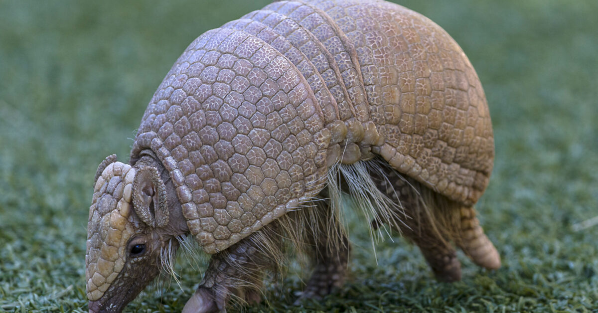 What’s Your Number? Six Animals with Digits in their Name – San Diego ...