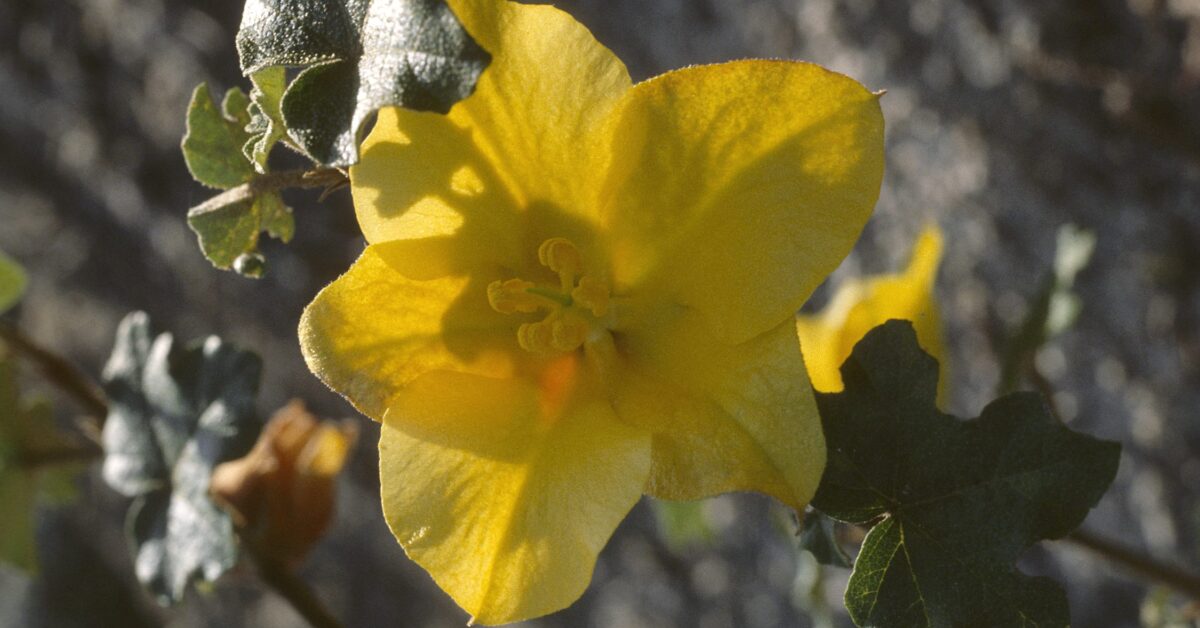 More than 4,500 Rare & Endangered Plants Facing Extinction in… – San ...