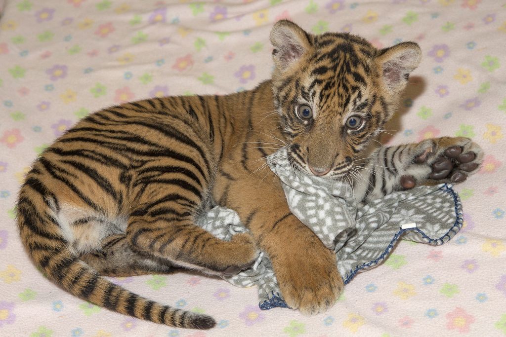 Tiger Cub Pair Gets More Room for Playtime Adventures – San Diego Zoo ...