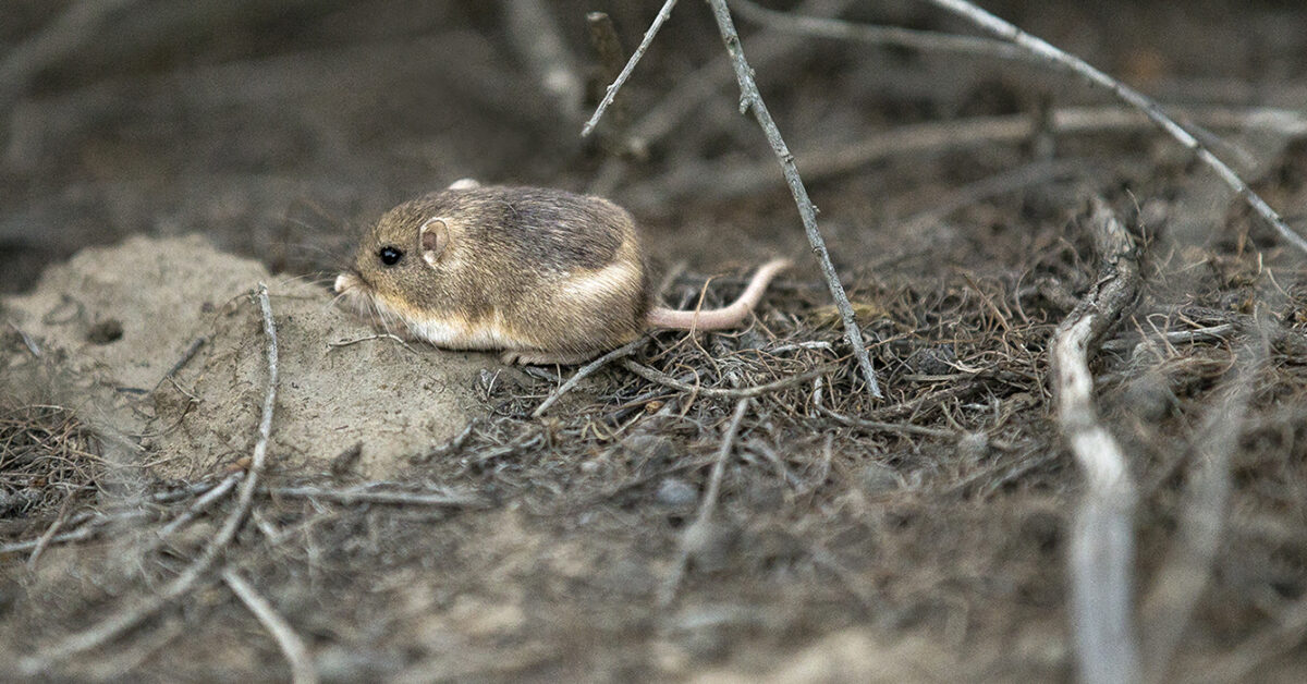 Endangered Pacific Pocket Mouse Program Enters New Phase – San Diego ...