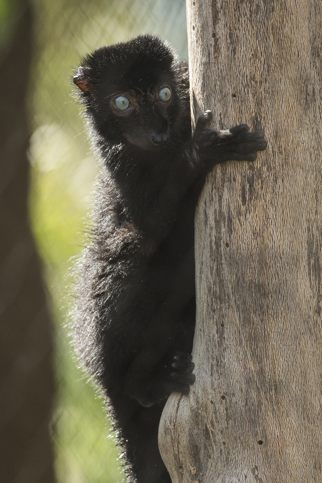World Lemur Day – San Diego Zoo Wildlife Alliance Stories