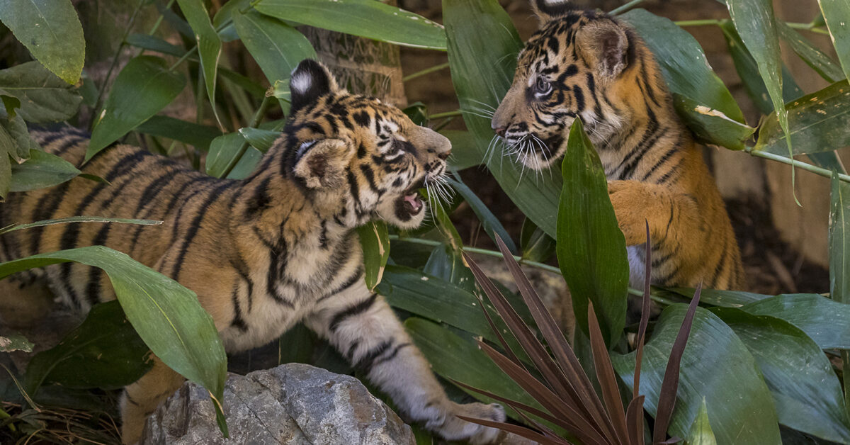 Tiger Twosome Explore Tiger Trail – San Diego Zoo Wildlife Alliance Stories