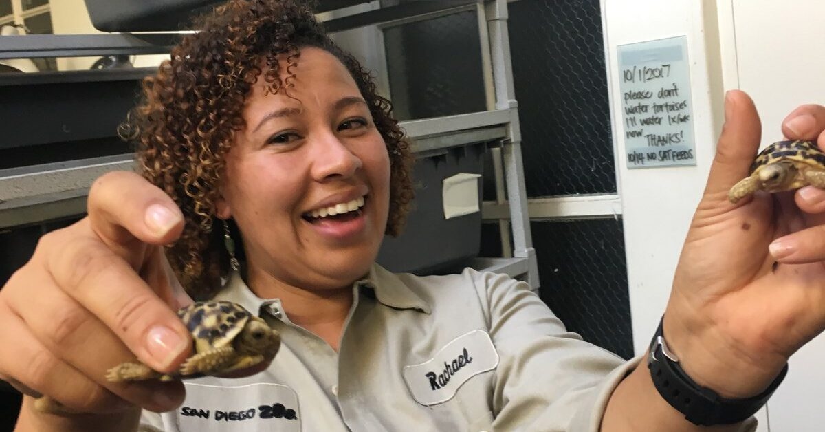 Turtlely Incredible Inside the Reptile House – San Diego Zoo Wildlife ...
