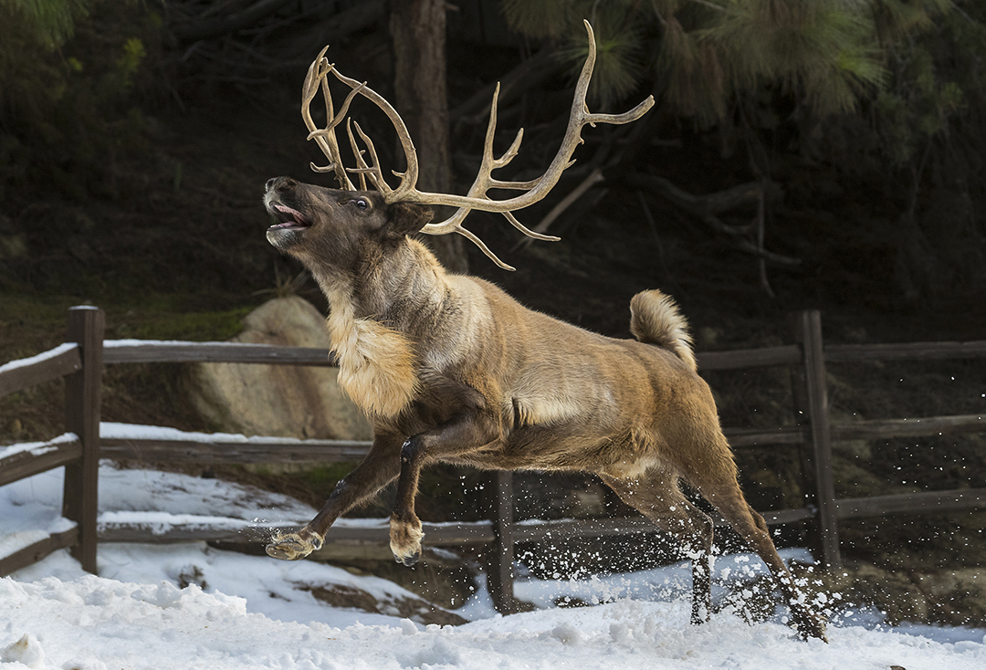 It Snowed Today at the San Diego Zoo Reindeer Habitat – San Diego Zoo ...