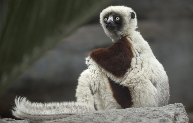 Leaping Lemurs! – San Diego Zoo Wildlife Alliance Stories