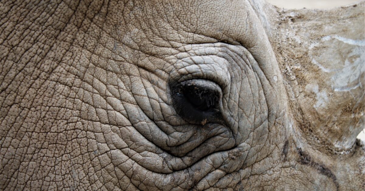 Rhinoceros Reproduction – San Diego Zoo Wildlife Alliance Stories