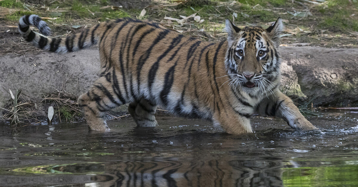 Confiscated Tiger Cub Undergoes Emergency Surgery – San Diego Zoo ...