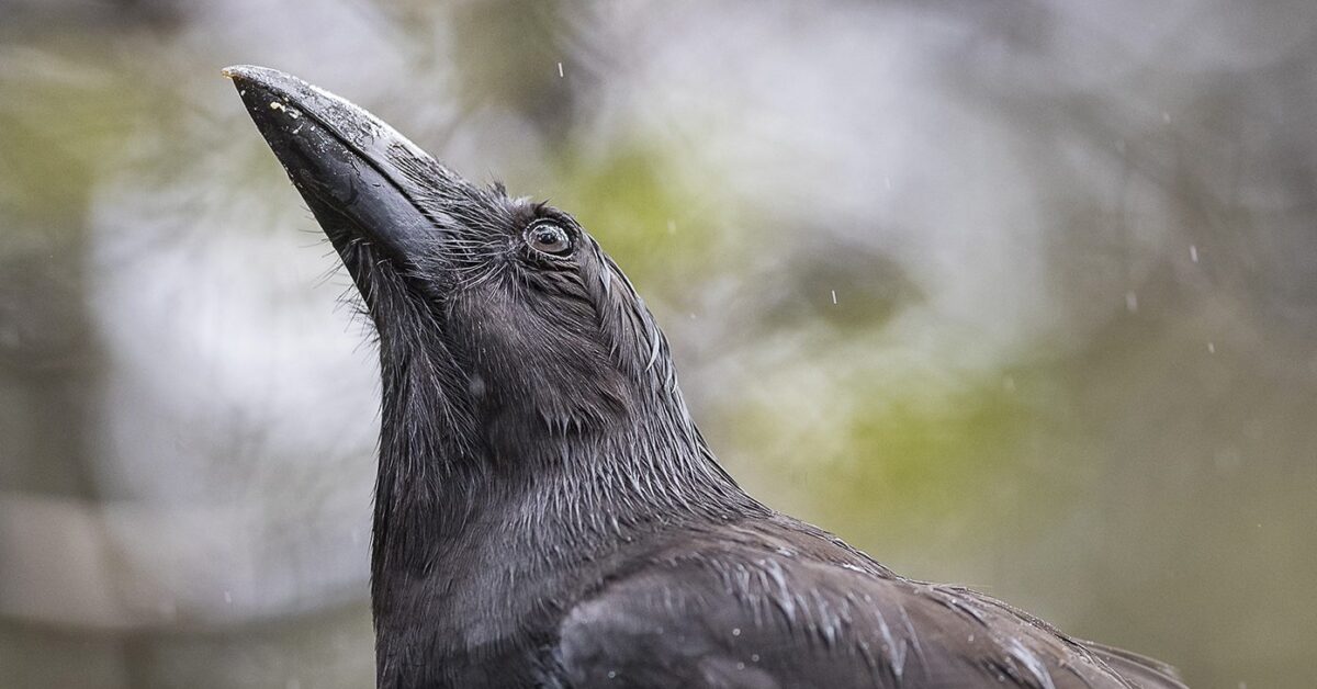 ‘Alalā Continues to Thrive in Native Habitat – San Diego Zoo Wildlife ...