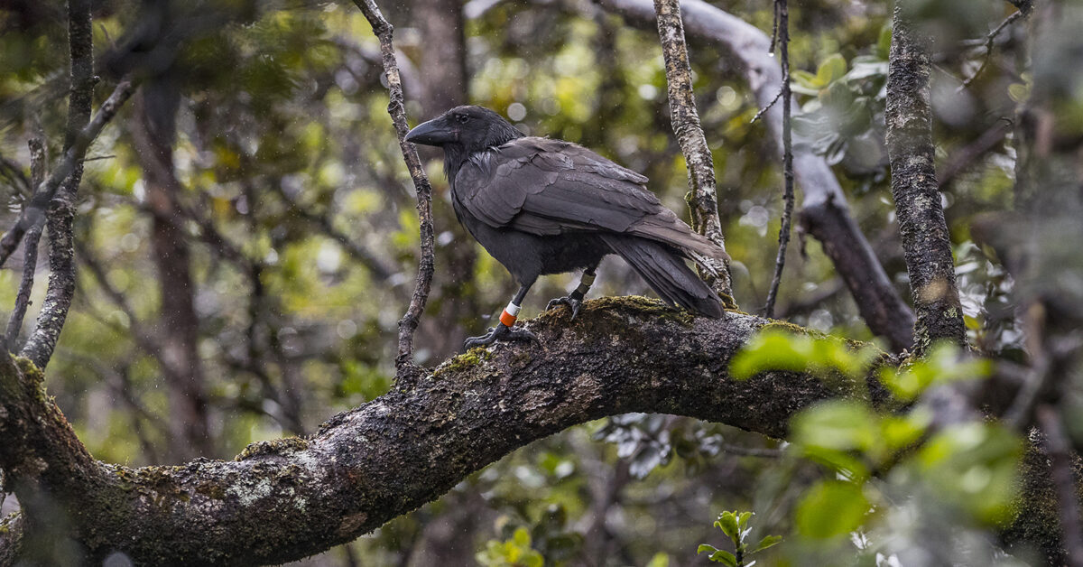ELEVEN ʻALALĀ DOING JUST FINE AFTER HURRICANE LANE DRENCHING – San ...