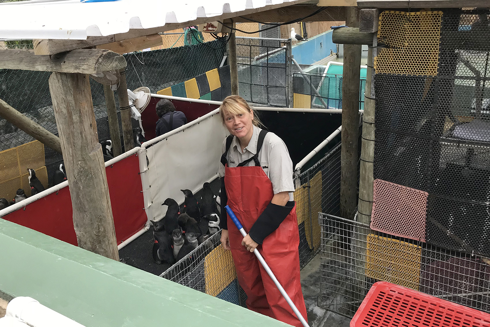 Pitching in to Save African Penguins – San Diego Zoo Wildlife Alliance ...