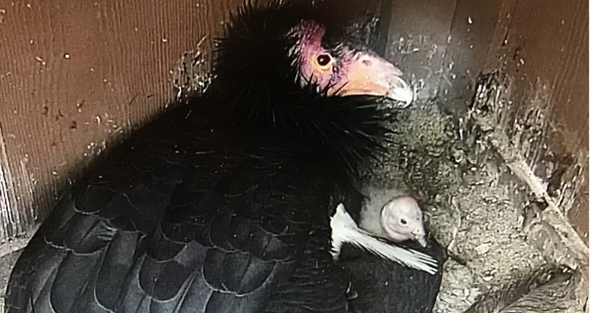 California Condor Chick Watching: 1 Week of Age to 1 Month – San Diego ...