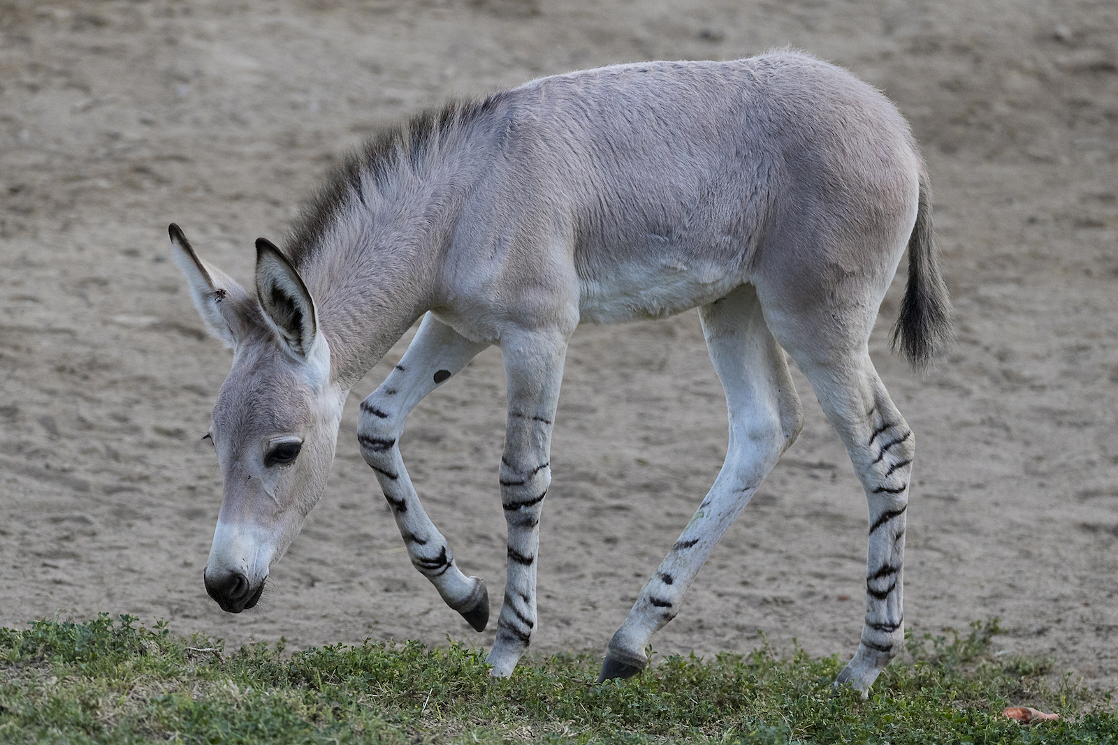 Somali Wild Ass Foal Explores Habitat – San Diego Zoo Wildlife Alliance ...