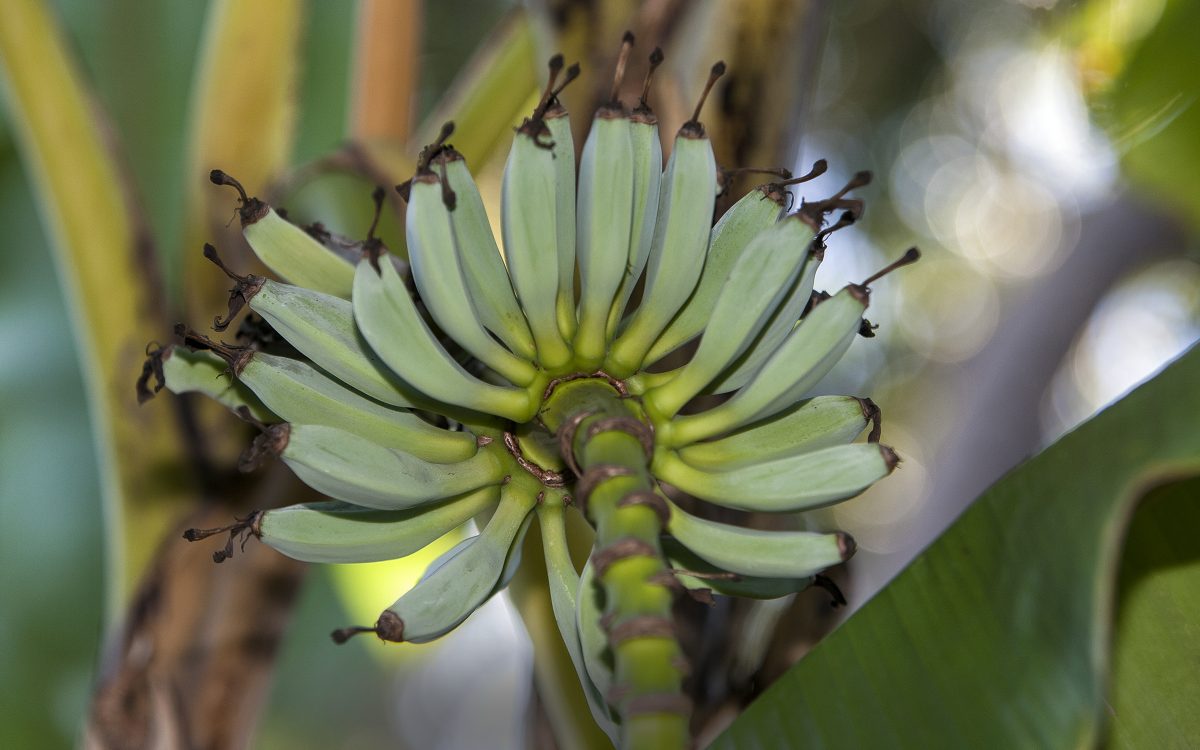 The Appeal of Bananas – San Diego Zoo Wildlife Alliance Stories