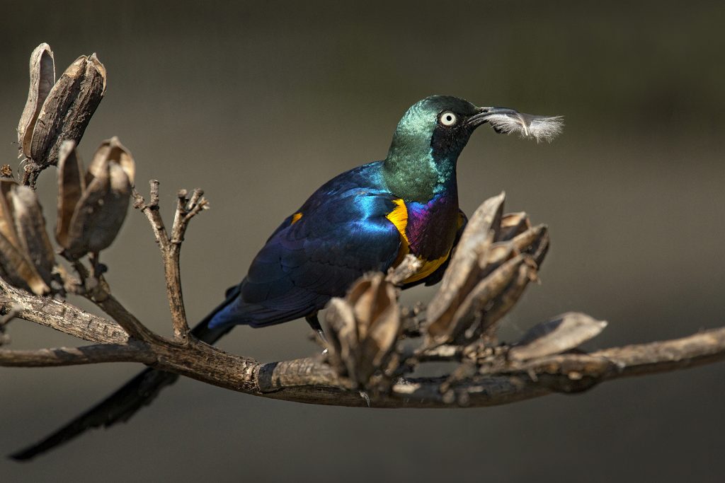 A Starling is Born (or Hatched) – San Diego Zoo Wildlife Alliance Stories