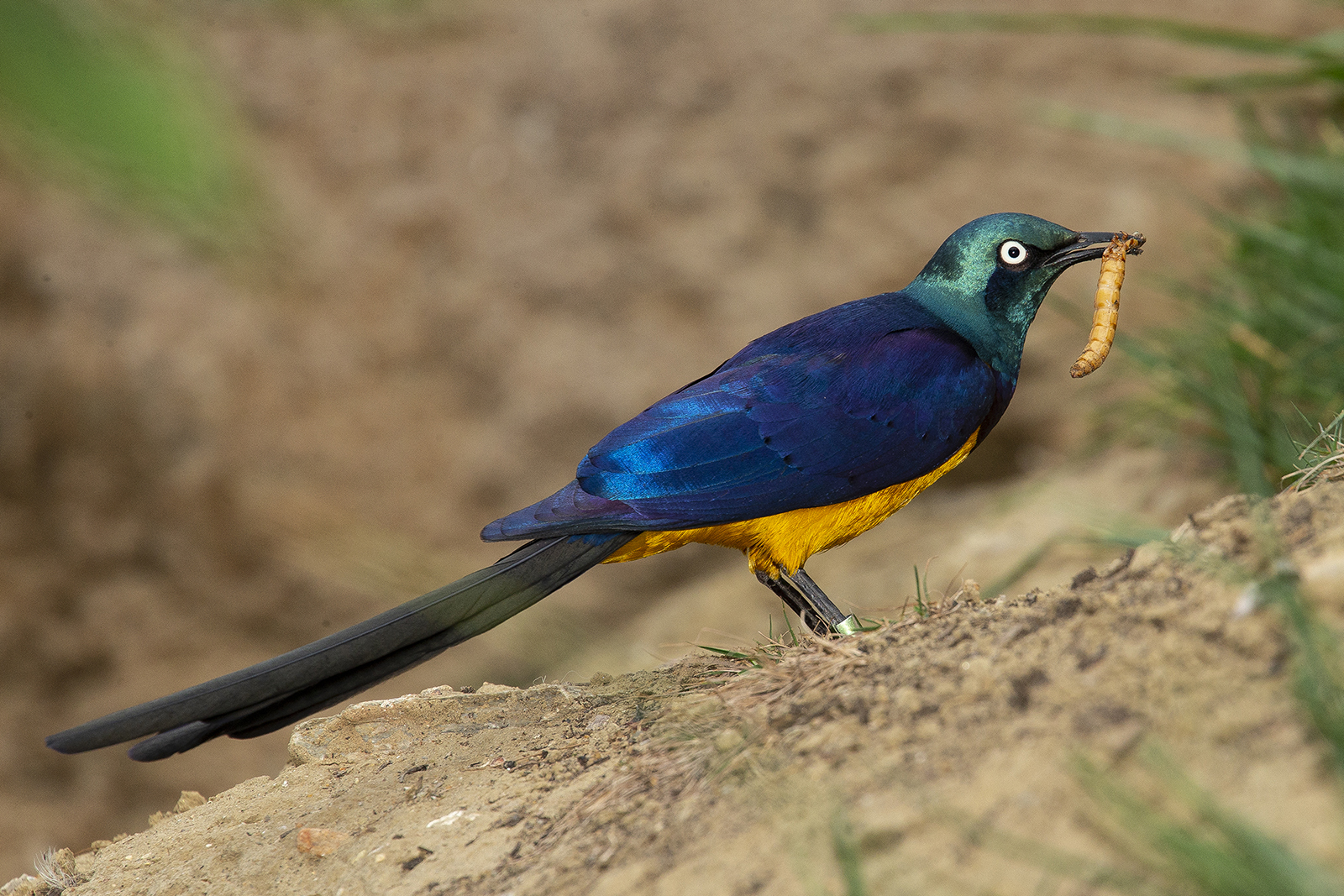 A Starling is Born (or Hatched) – San Diego Zoo Wildlife Alliance Stories