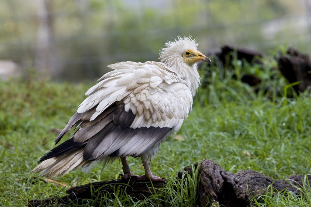 Tool-using Vultures – San Diego Zoo Wildlife Alliance Stories