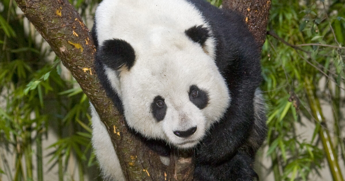 Some Bear: The Extraordinary Legacy of Gao Gao – San Diego Zoo Wildlife ...