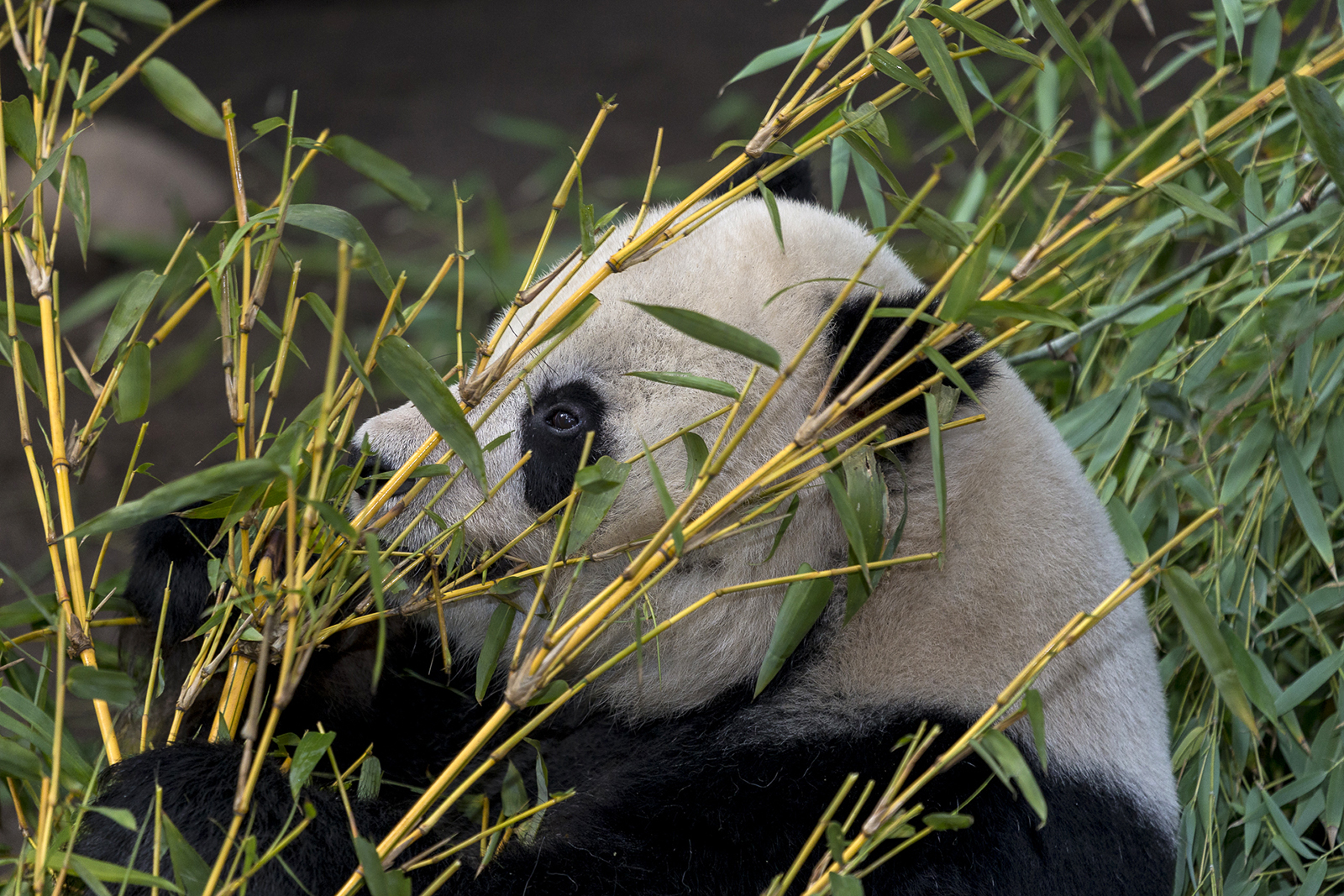 Some Bear: The Extraordinary Legacy of Gao Gao – San Diego Zoo Wildlife ...