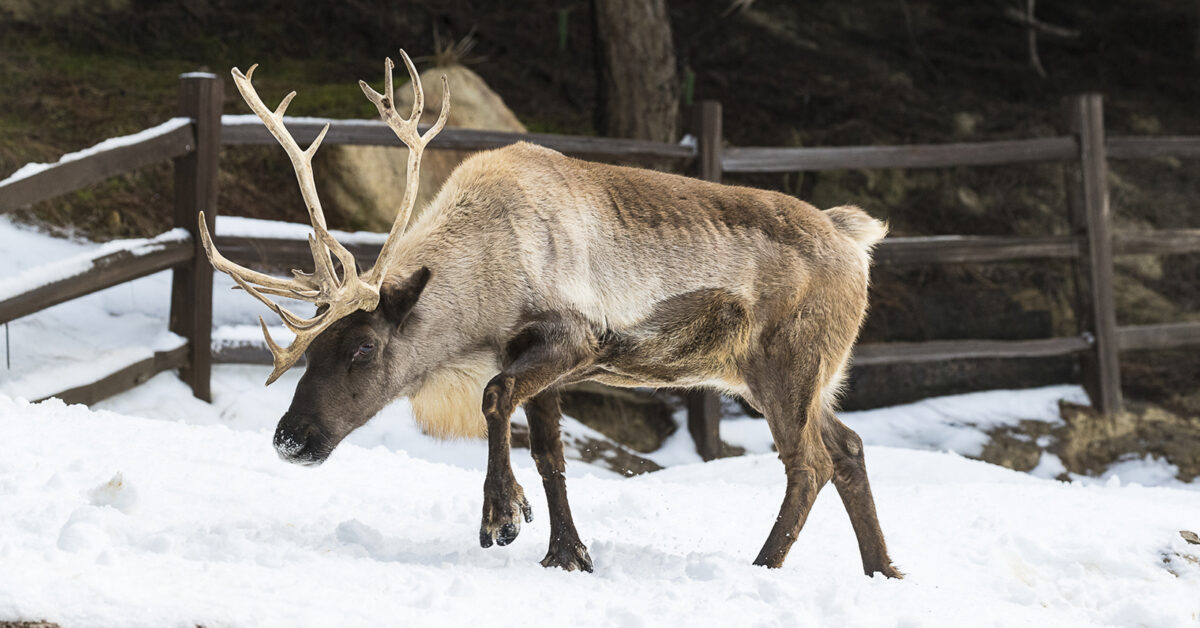 Why Reindeer Rule – San Diego Zoo Wildlife Alliance Stories