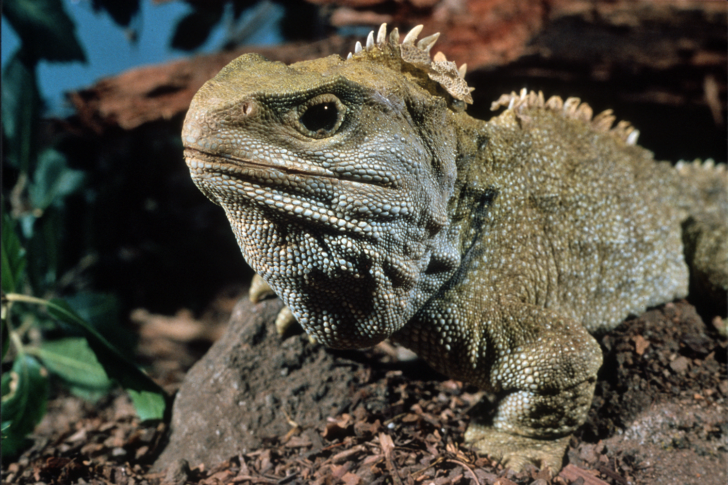 Pass the Genes, Please – San Diego Zoo Wildlife Alliance Stories
