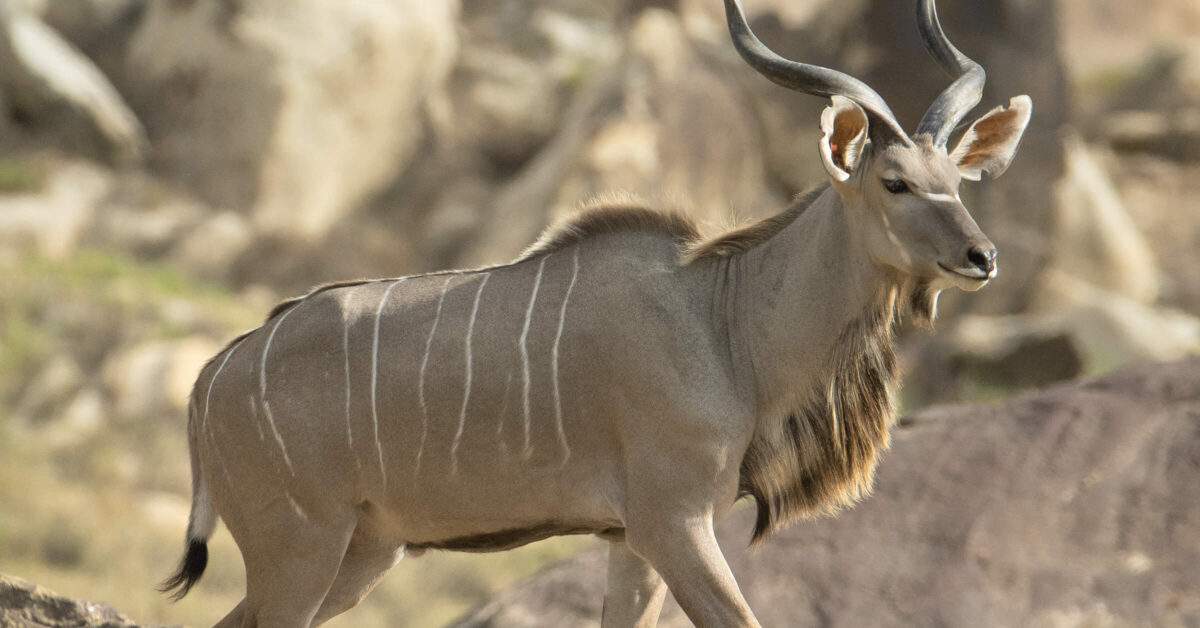 Making a Point – San Diego Zoo Wildlife Alliance Stories