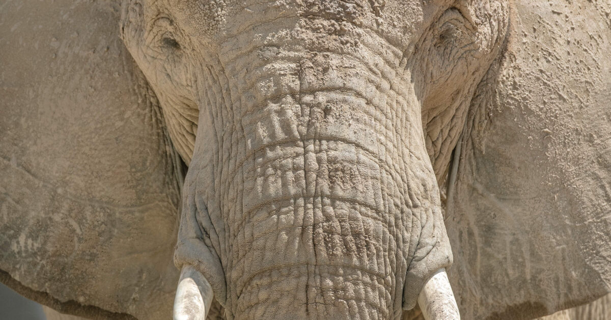 Pachyderms Revealed – San Diego Zoo Wildlife Alliance Stories
