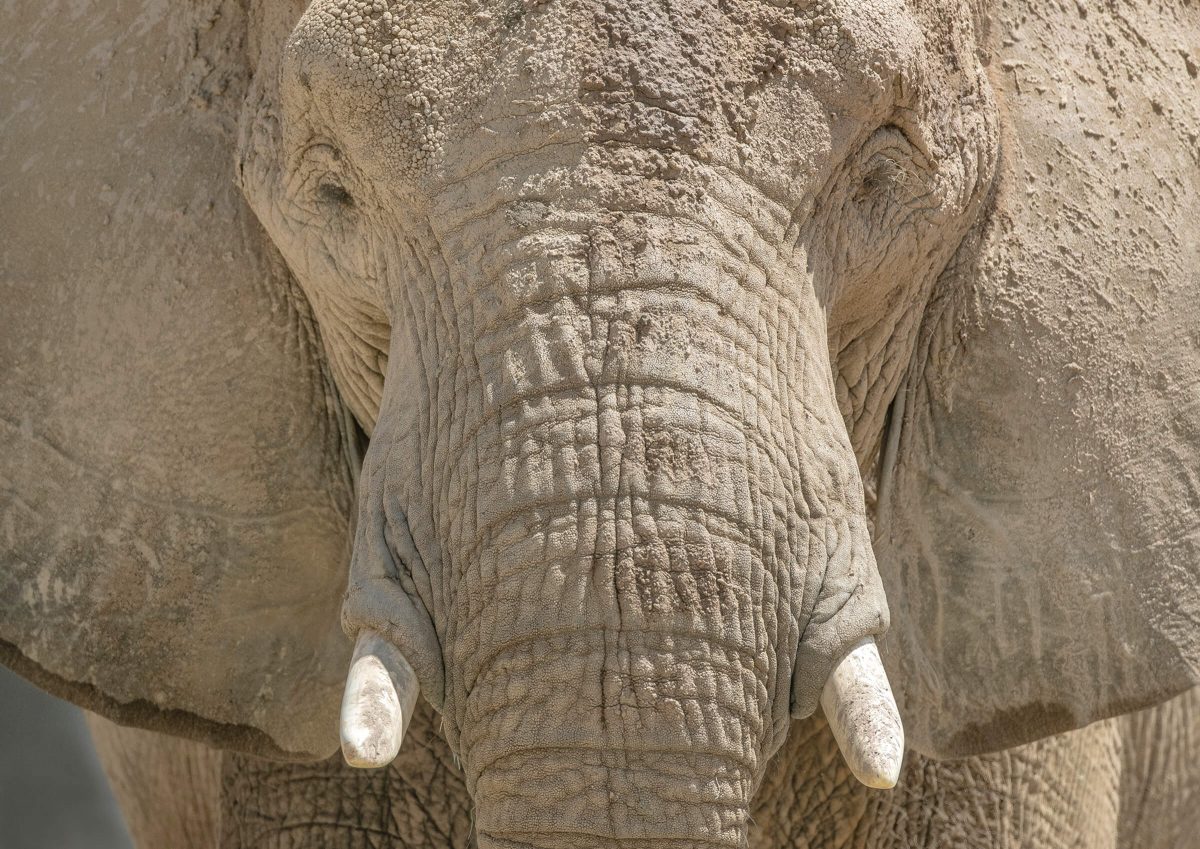 Pachyderms Revealed – San Diego Zoo Wildlife Alliance Stories
