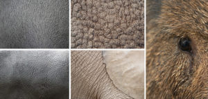 Pachyderms Revealed – San Diego Zoo Wildlife Alliance Stories