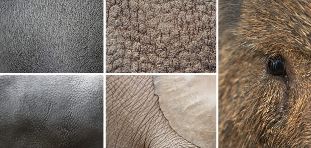 Pachyderms Revealed – San Diego Zoo Wildlife Alliance Stories