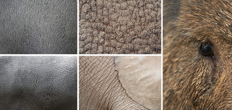 Pachyderms Revealed – San Diego Zoo Wildlife Alliance Stories