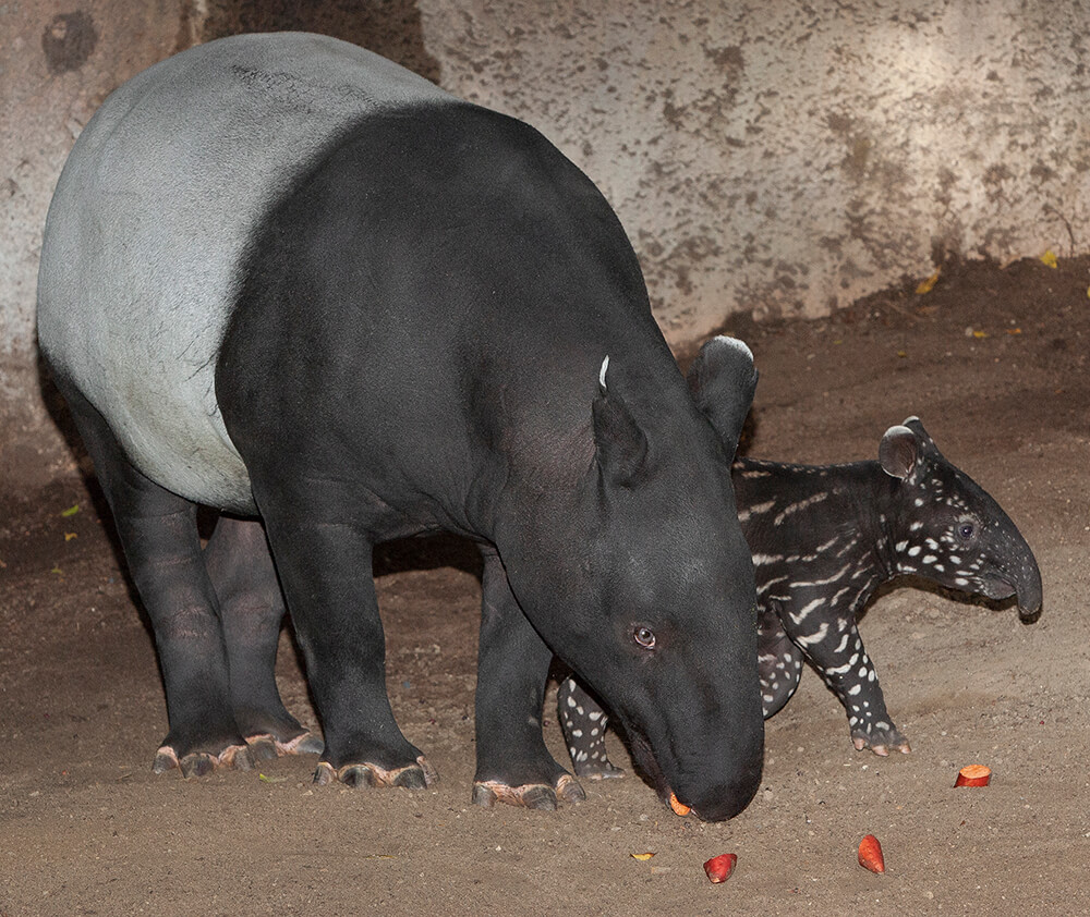 Pachyderms Revealed – San Diego Zoo Wildlife Alliance Stories