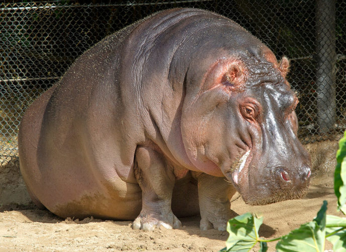 Pachyderms Revealed – San Diego Zoo Wildlife Alliance Stories