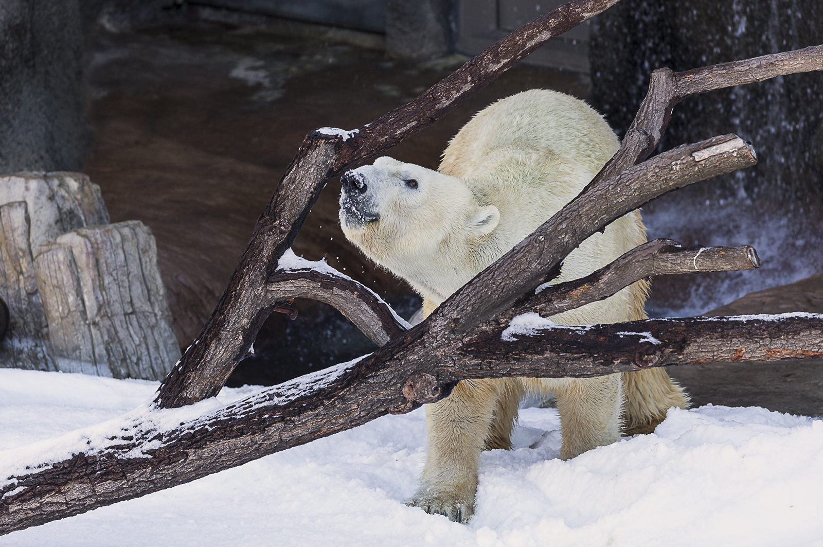 Scent-stories for Polar Bears – San Diego Zoo Wildlife Alliance Stories
