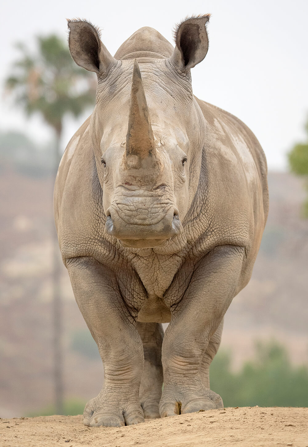 Pachyderms Revealed – San Diego Zoo Wildlife Alliance Stories