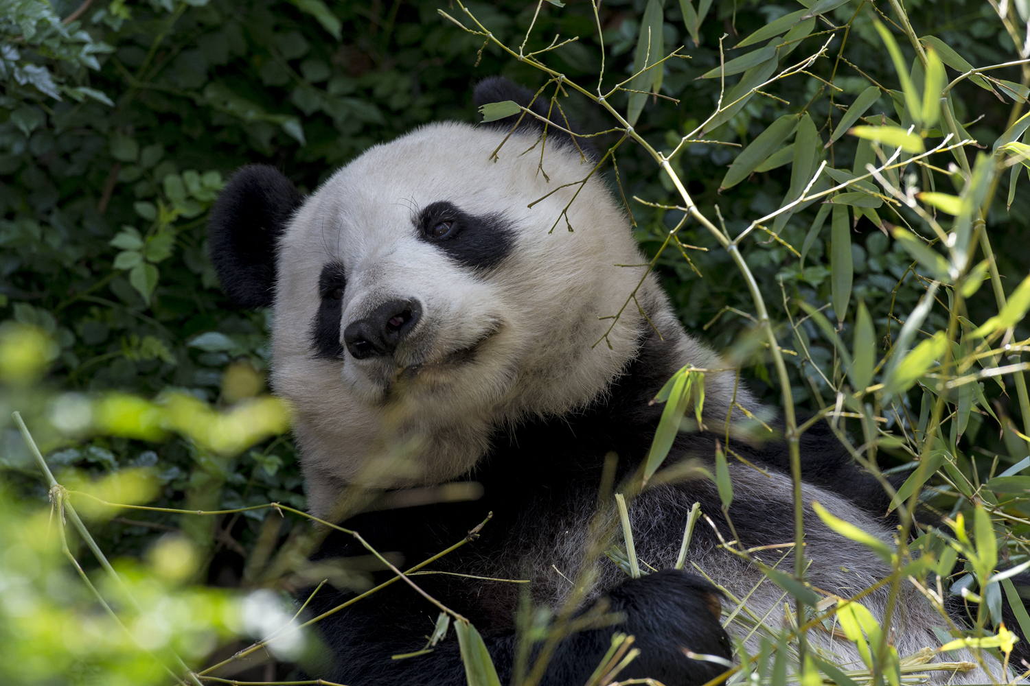 The Key to Saving Giant Pandas – San Diego Zoo Wildlife Alliance Stories